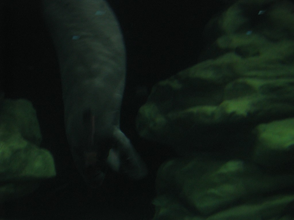Epcot's Manatees in The Seas with Nemo and Friends - Living a Disney ...