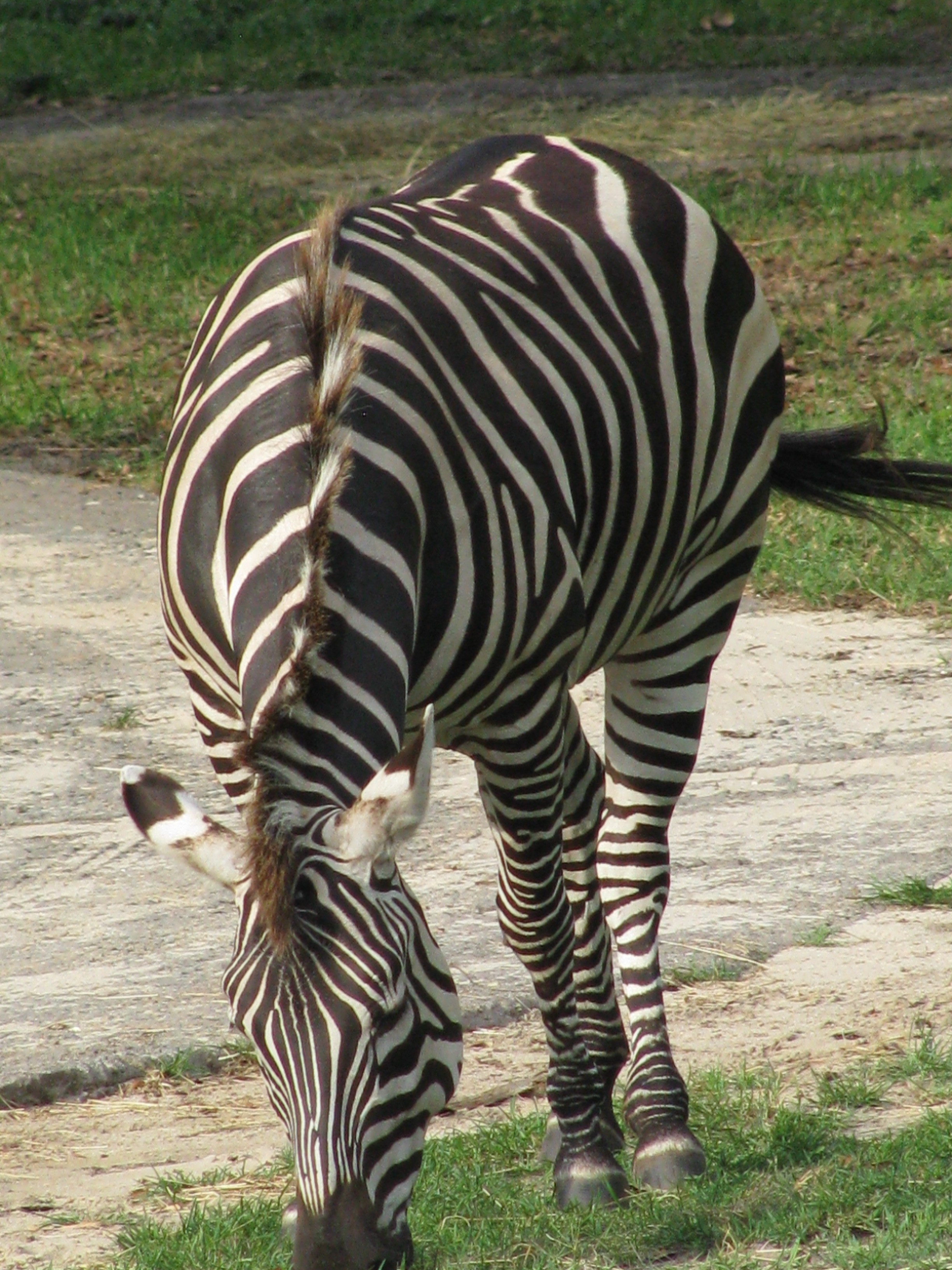 AKL Zebra - Living a Disney LifeLiving a Disney Life