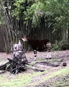 Watch for Okapis - Disney's Animal Kingdom - Living a Disney LifeLiving ...